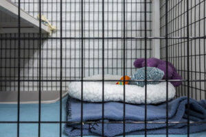 What We Do - Middelburg SPCA