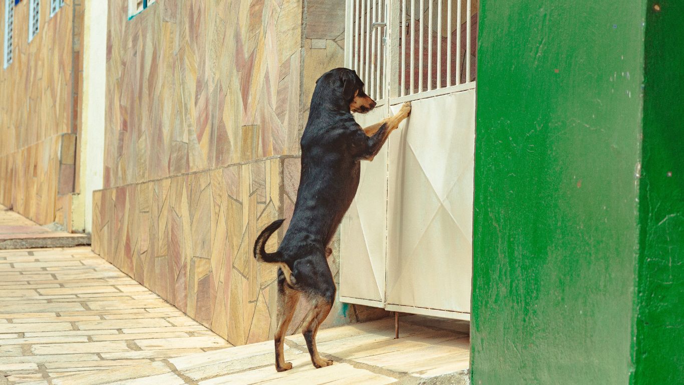 Your Dog an Escape Artist? Your Options. - Middelburg SPCA